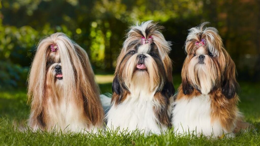 5 estilos de corte de pelo ideales para shih tzus - Caninopedia