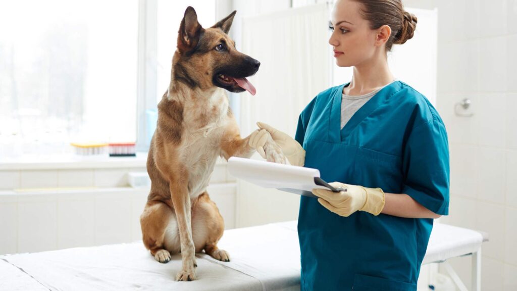 Abscesos en perros causas comunes y opciones de tratamiento - Caninopedia