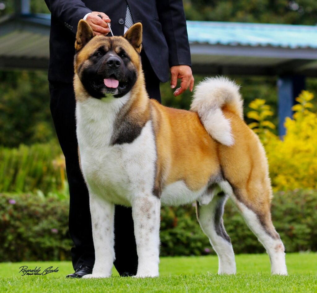 Akita Americano - Caninopedia