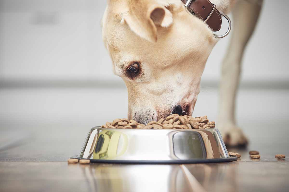 Beneficios de las grasas saludables en la dieta de los perros - Caninopedia