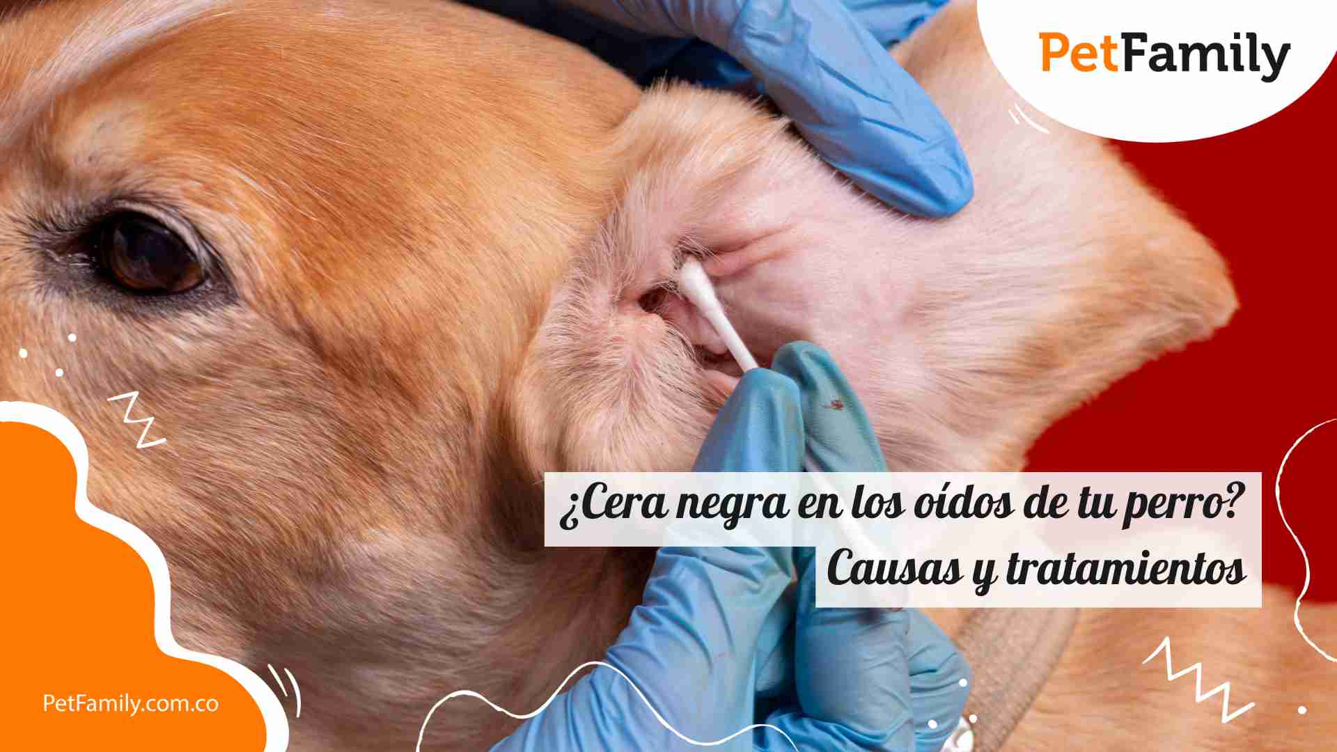 Causas y tratamientos de la cera negra en los oídos de mi perro ...