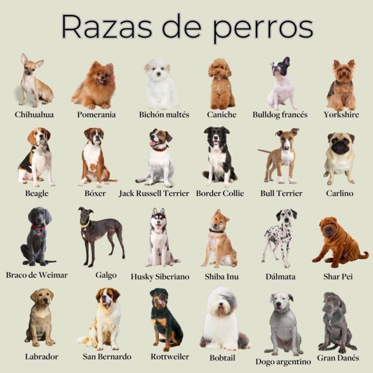 Cinco razas de perros originarias de China características y cuidados ...