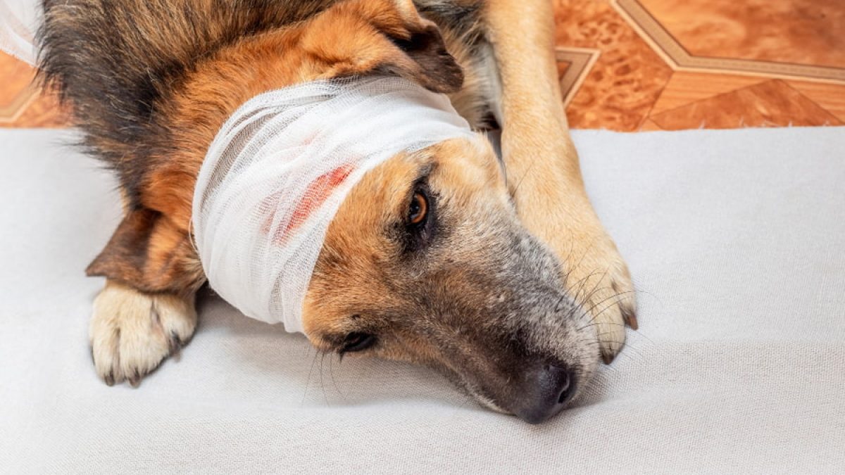 Cómo atender heridas en perros con primeros auxilios eficaces - Caninopedia