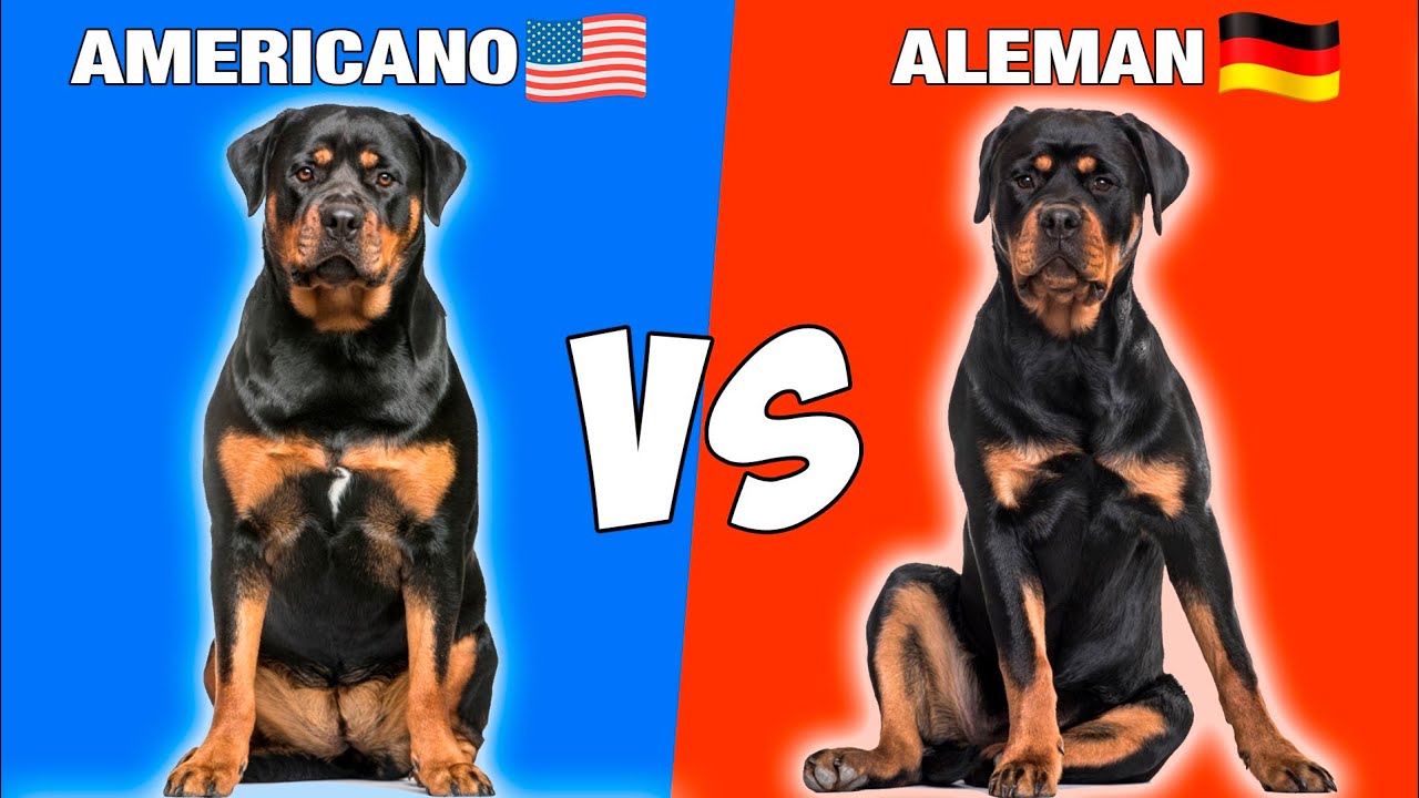 Comparación de Rottweiler Americano y Alemán Diferencias y ...