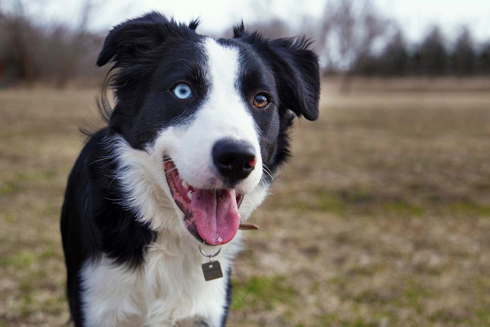 Conoce las razas de perros que tienen ojos de distinto color - Caninopedia