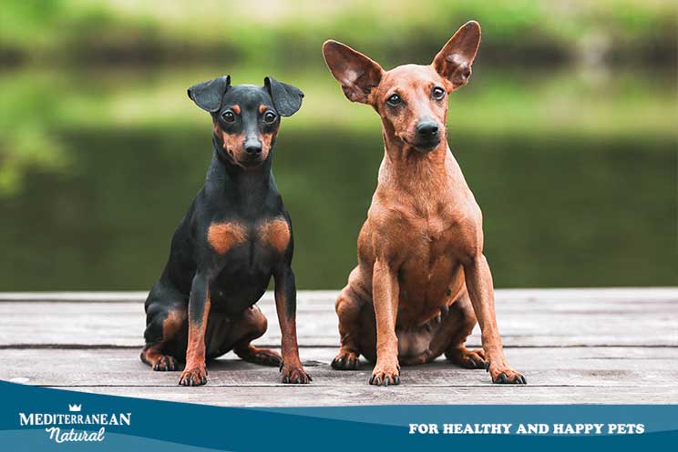 Conoce los distintos tipos de la raza pinscher en detalle - Caninopedia