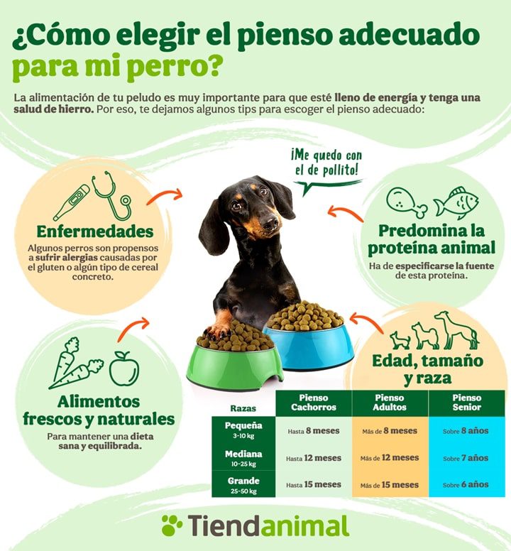Consejos sobre alimentación para perros de gran tamaño - Caninopedia