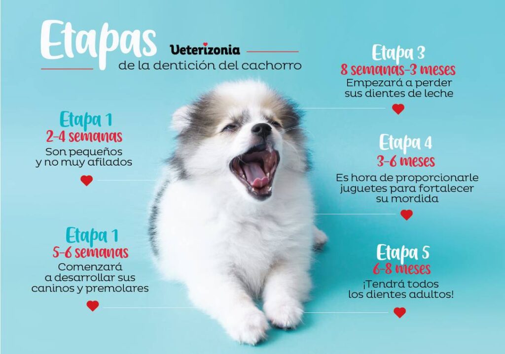 ¿Cuándo aparecen los dientes en los perros? - Caninopedia