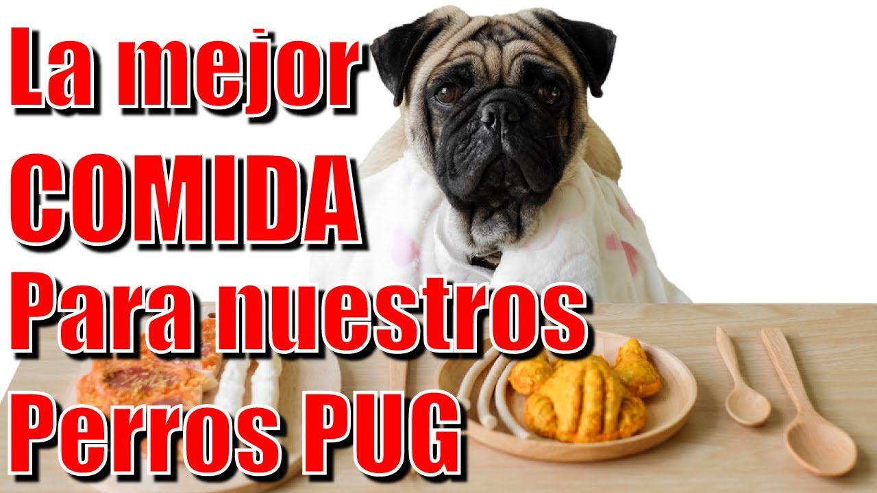 ¿Cuánta comida es la adecuada para un pug? - Caninopedia