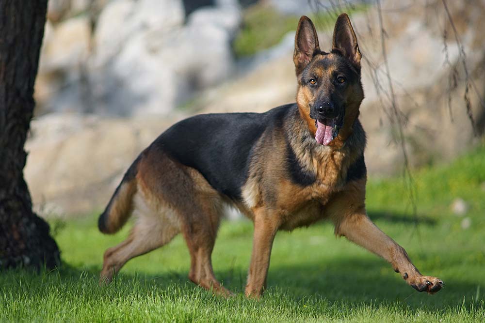 El fascinante origen del pastor alemán todo lo que debes saber ...