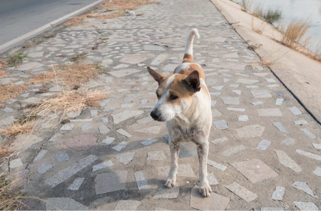 En busca de pistas en la investigación de perros perdidos - Caninopedia