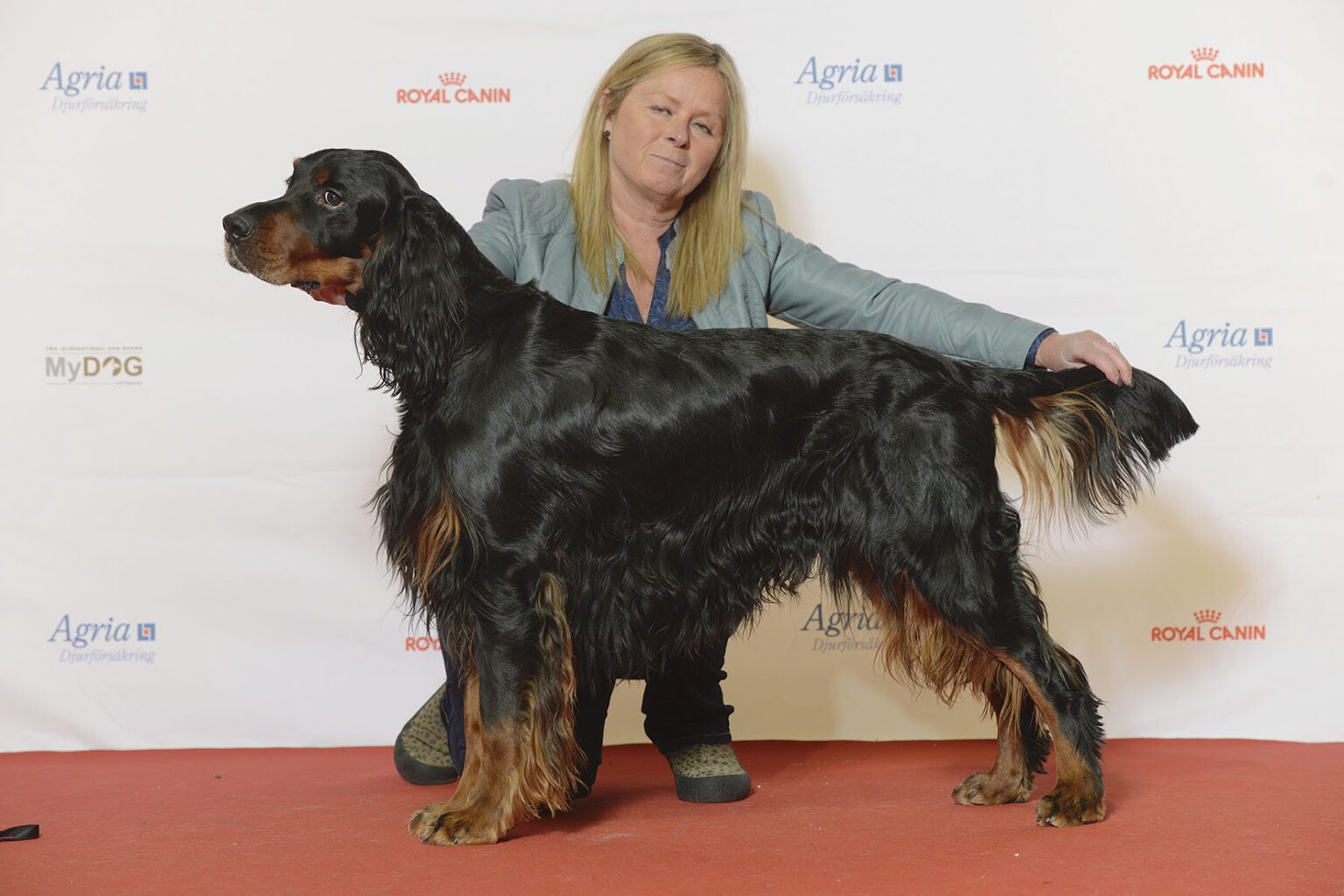 Gordon setter o setter escocés - Caninopedia