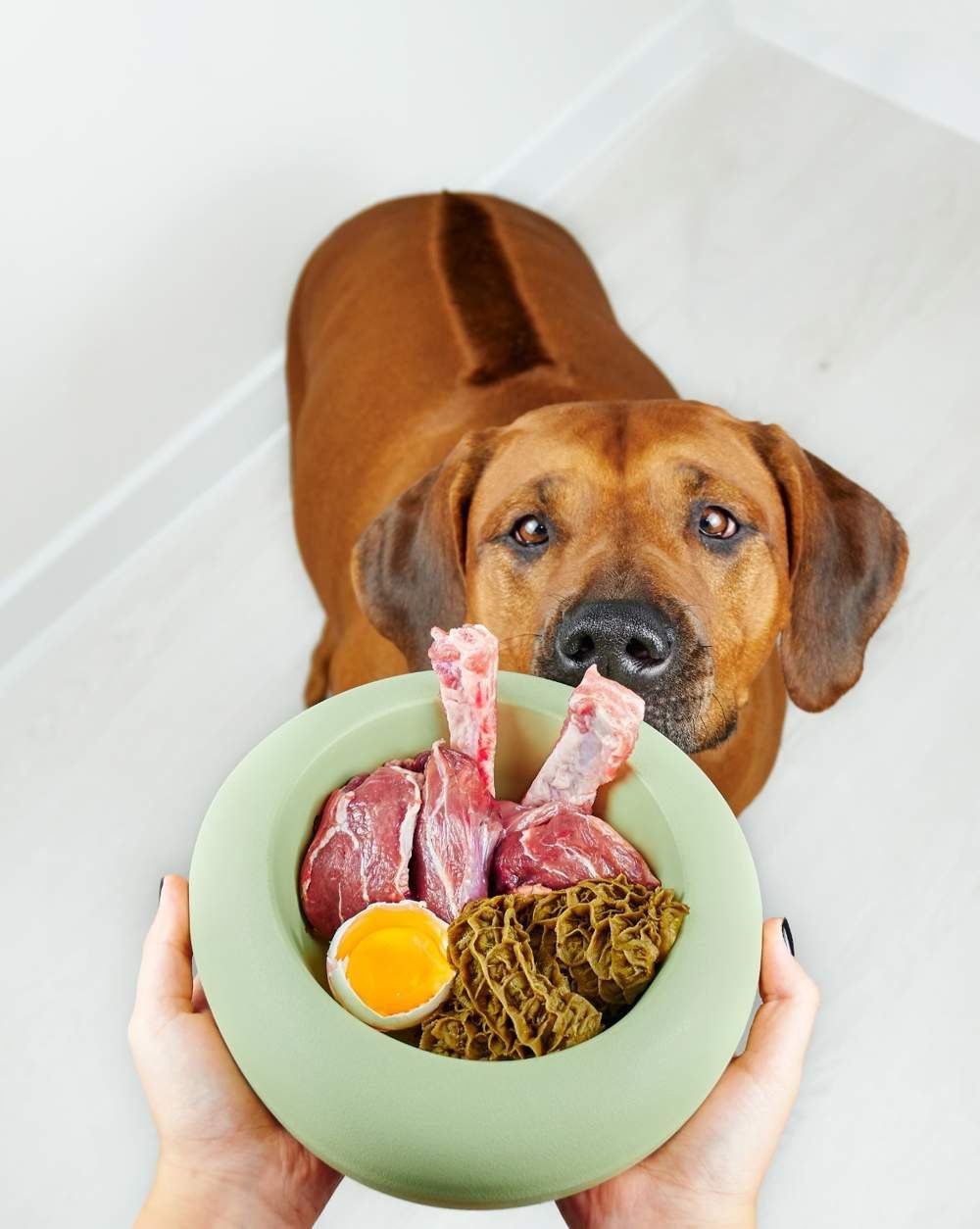 ¿Pienso o comida casera para perros-cuál es más recomendable? - Caninopedia