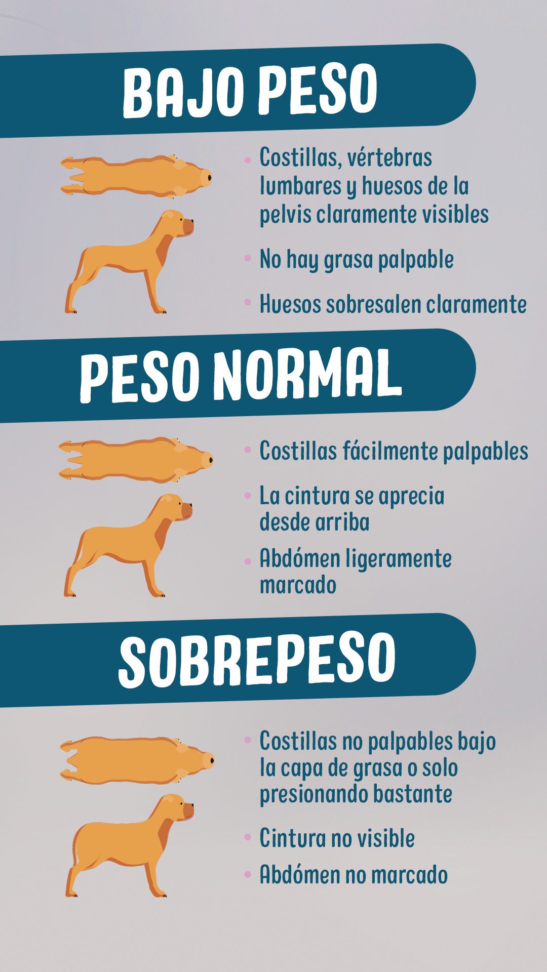 Problemas de sobrepeso y obesidad en perros síntomas-tratamientos ...