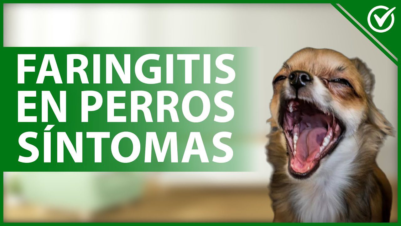Síntomas-causas y tratamiento de la faringitis en perros - Caninopedia