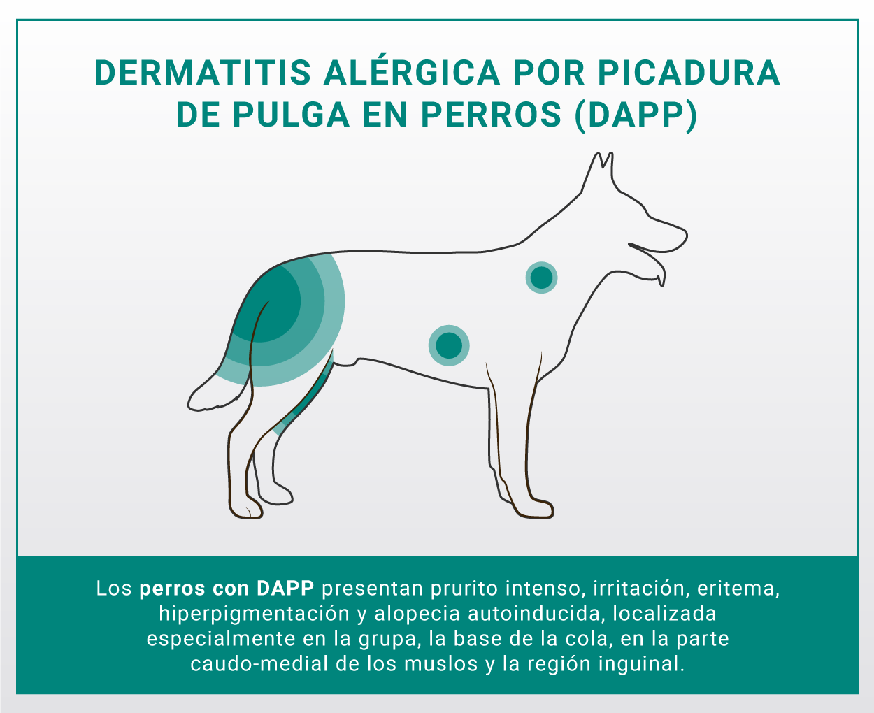 Síntomas y tratamiento de la alergia a picadura de pulgas en perros ...