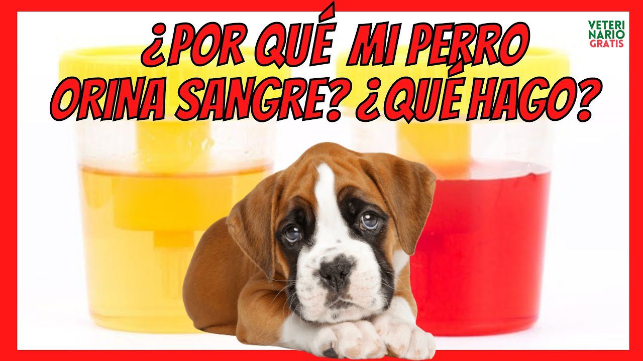 Tratamientos naturales para perros con sangre en la orina - Caninopedia