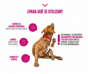 Usos y efectos secundarios de la prednisona/prednisolona en perros ...